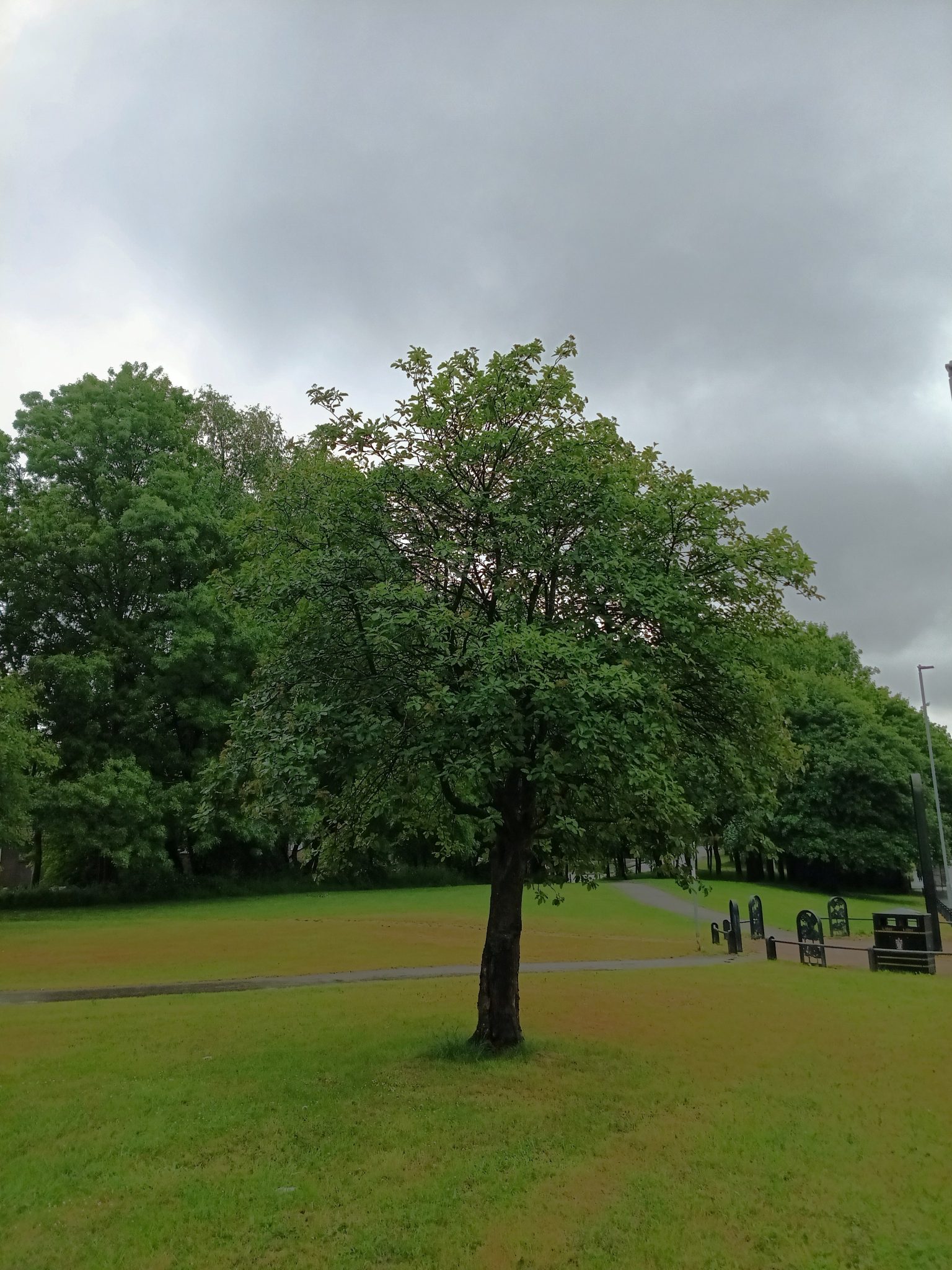 TCL 60r 5G - Review - Coolsmartphone